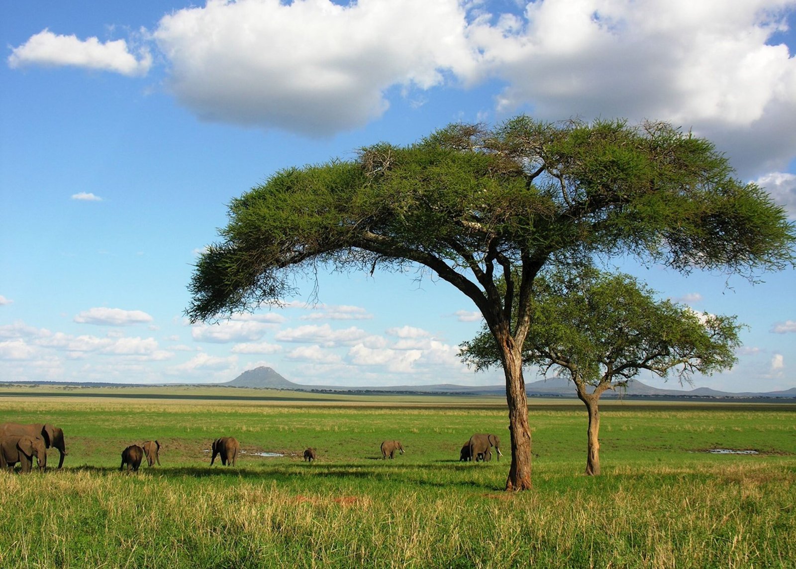 Tarangire National Park Manji Tours tarangire-national-park-manji-tours